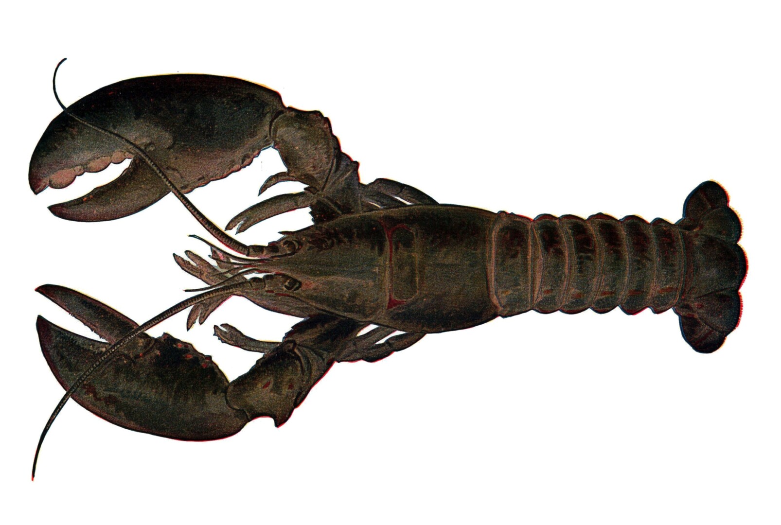 Tout sur le homard, de la tête à la queue (en rappel)