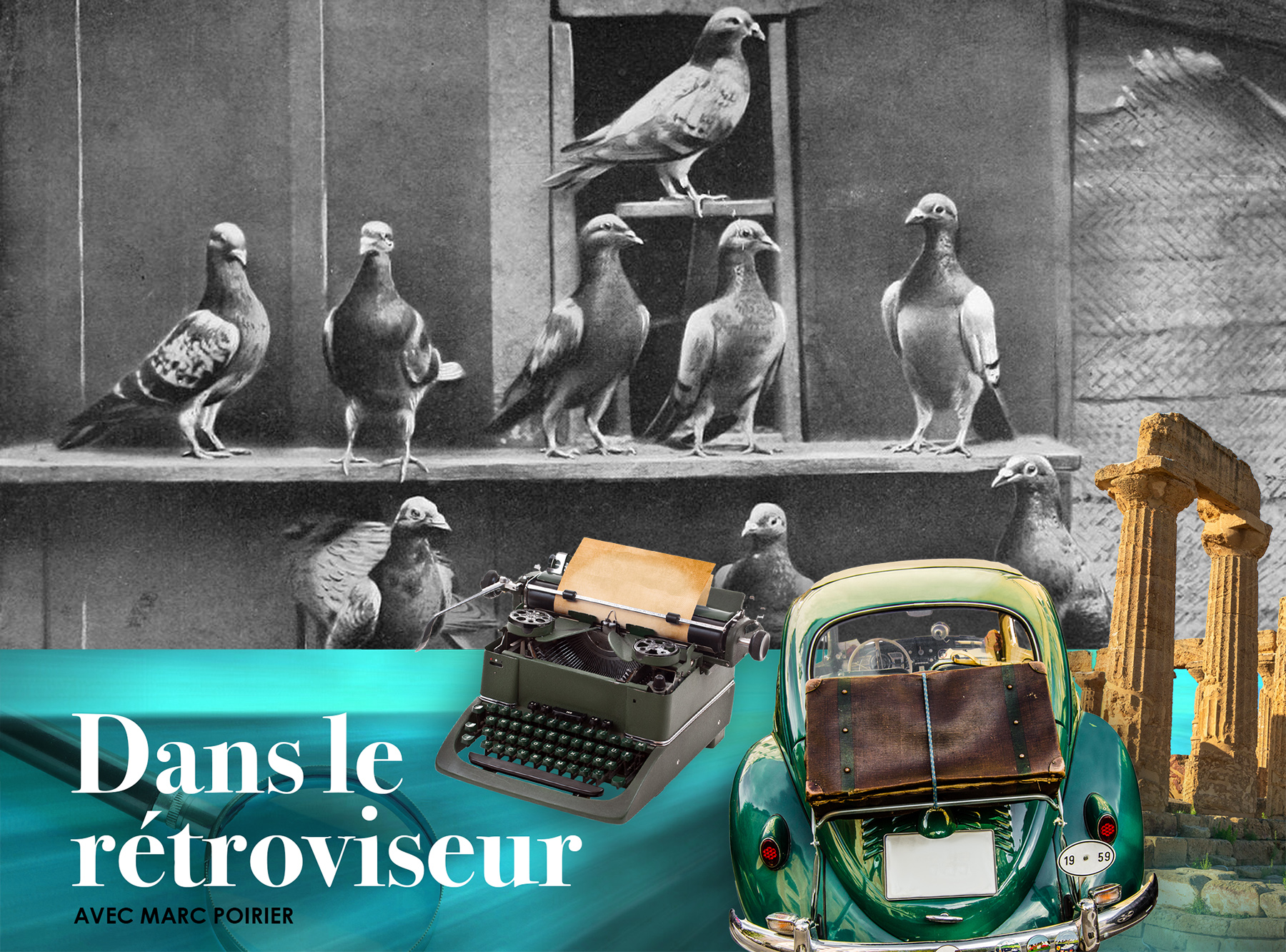 L’histoire du pigeon voyageur au fil des siècles