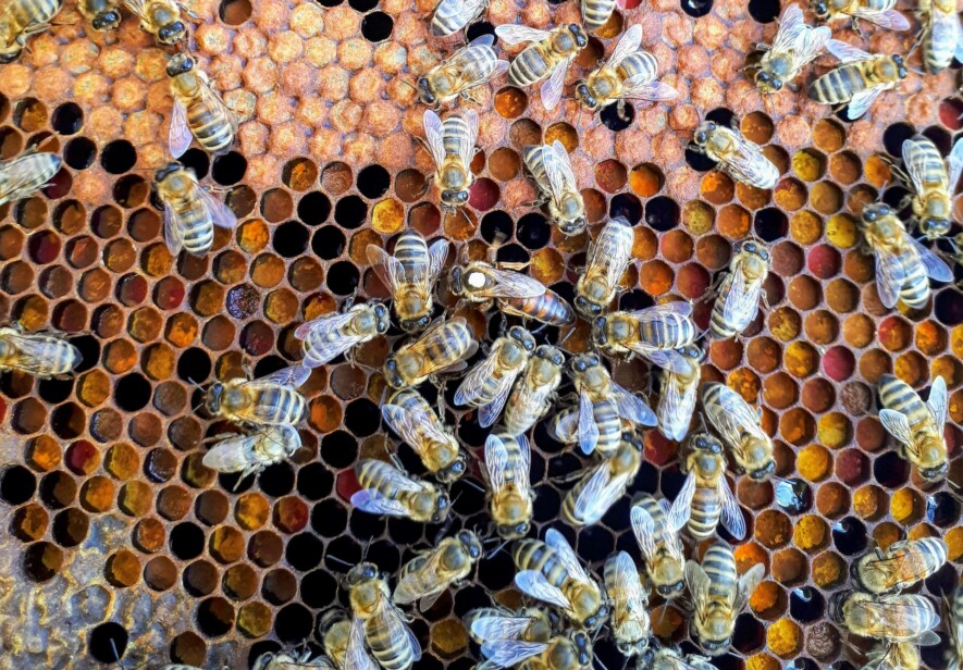 Les abeilles font le buzzzzzzzz 🐝