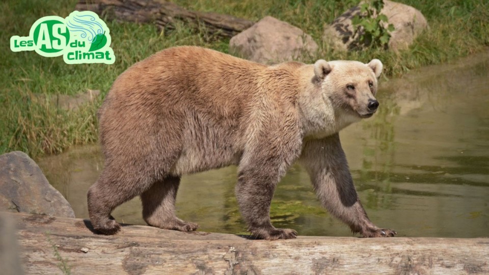 Découvre le pizzly, moitié ours polaire, moitié grizzli