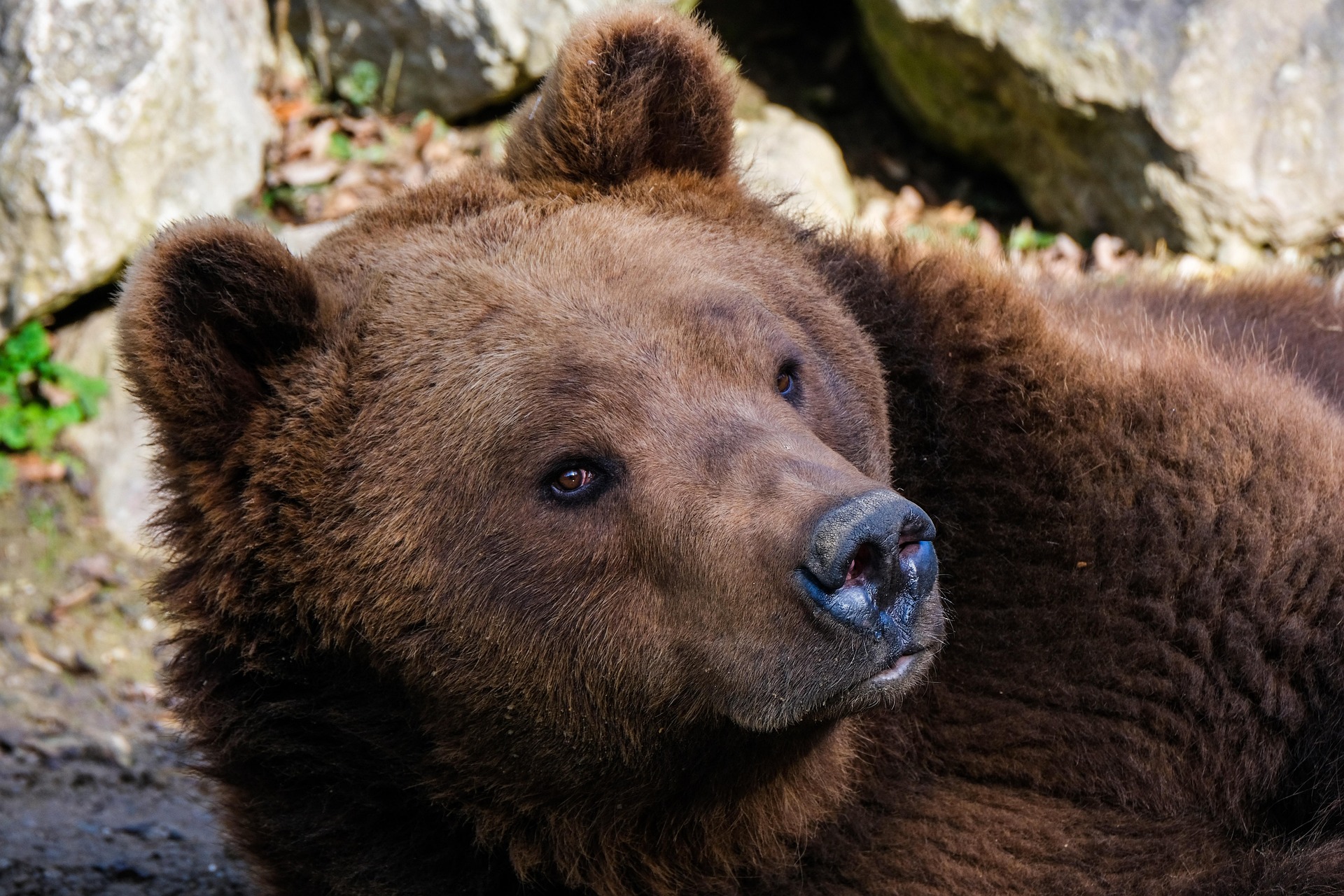 Chasse au grizzli : un équilibre fragile dans l’Arctique canadien [3/3]