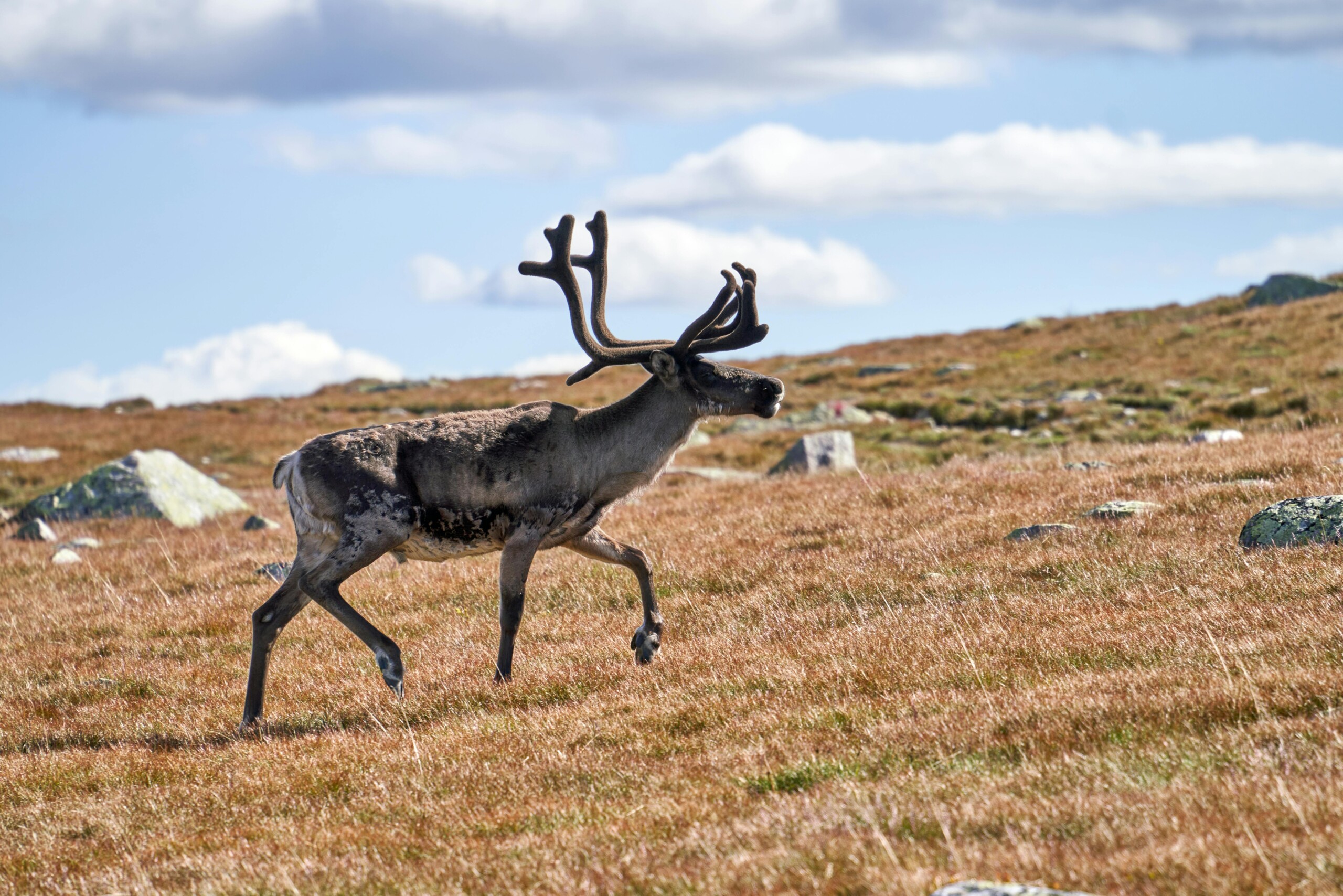 Les caribous de retour sur Baffin