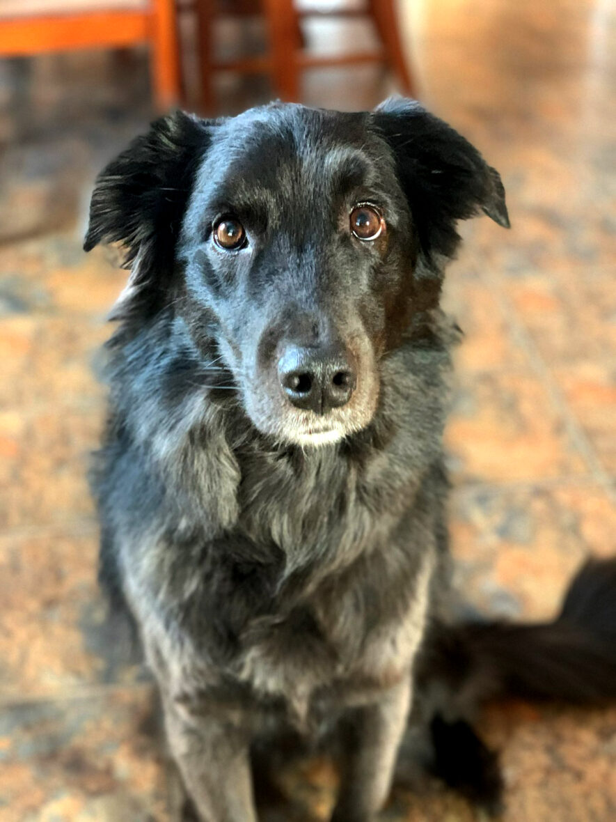 Les refuges animaliers, une option à considérer pour l’adoption