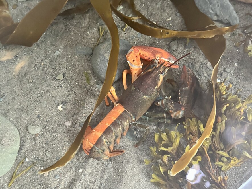 Deux captures uniques pour l’éducation sur le homard