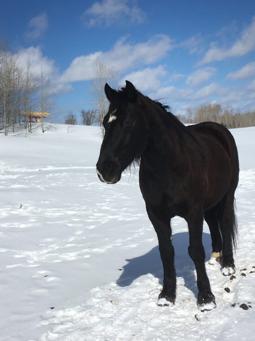 Le cheval canadien : bien présent à Matheson